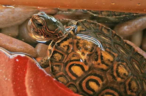 Painted Wood Turtle - Turtles & Scales