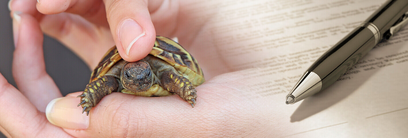 CARE SHEETS - Turtles & Scales