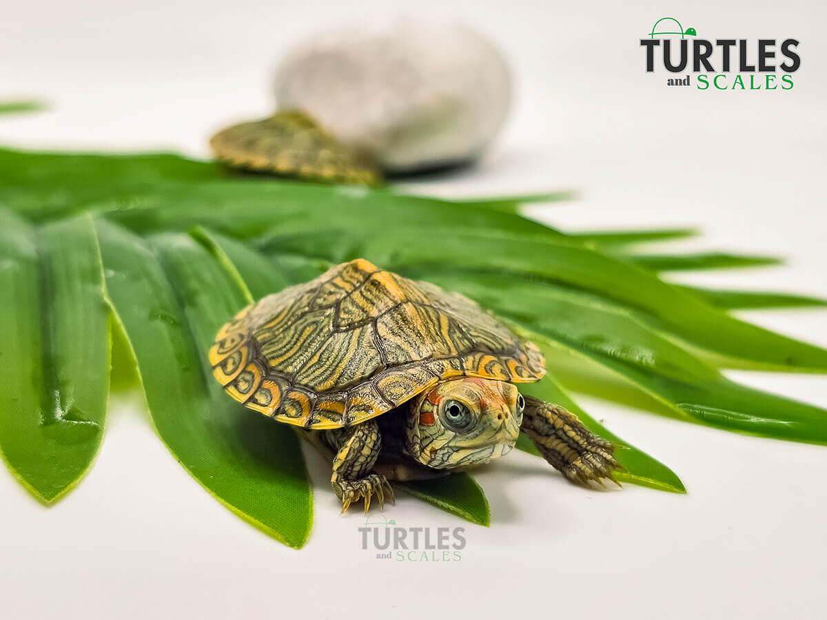 Clown Red-Eared Slider Turtle - Turtles & Scales