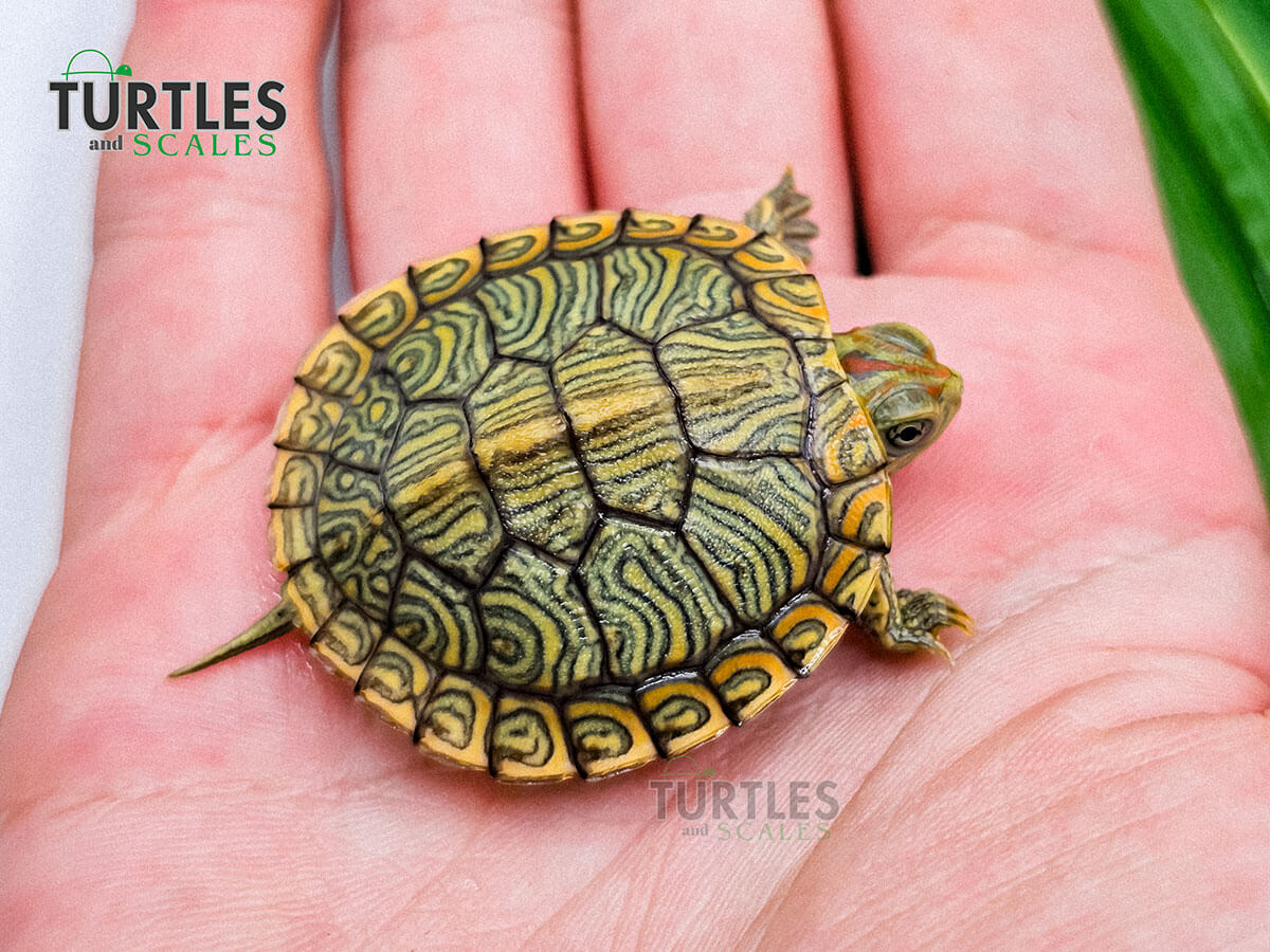 Clown Red-Eared Slider Turtle - Turtles & Scales
