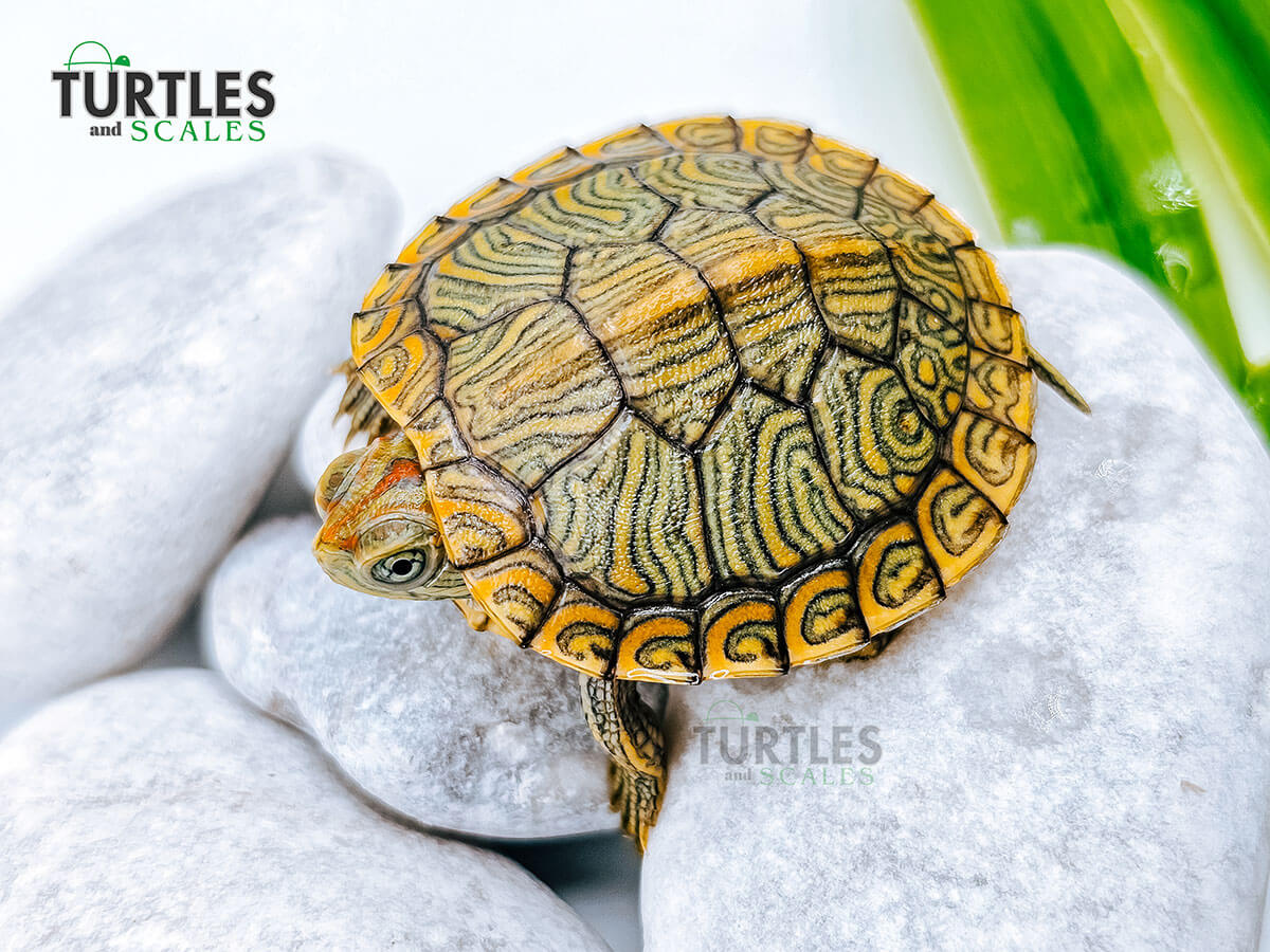 Clown Red-Eared Slider Turtle - Turtles & Scales