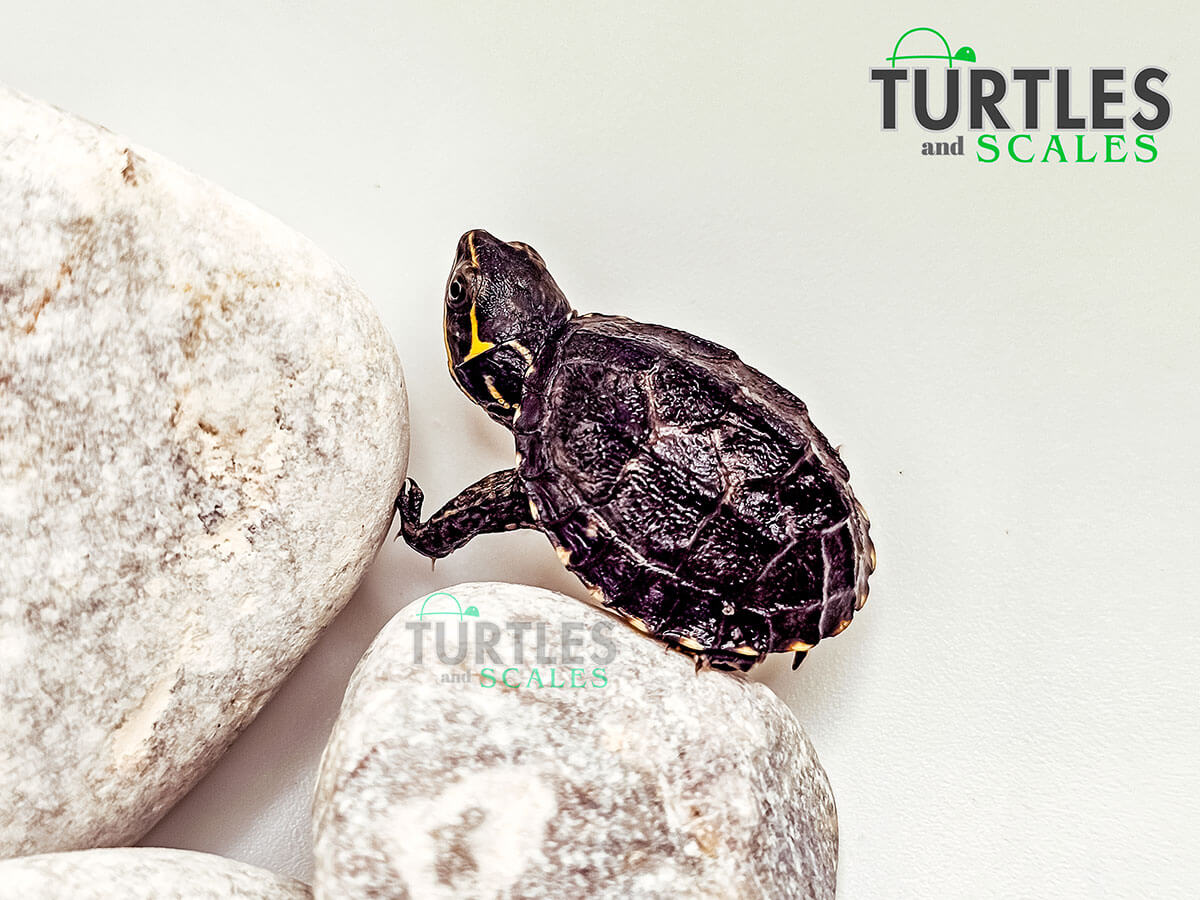 Eastern Musk Turtle - Turtles & Scales