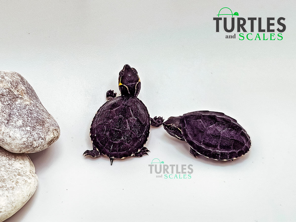 Eastern Musk Turtle - Turtles & Scales
