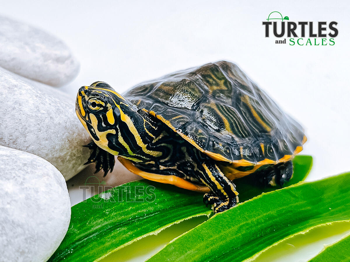 Florida Red-Bellied Turtle - Turtles & Scales