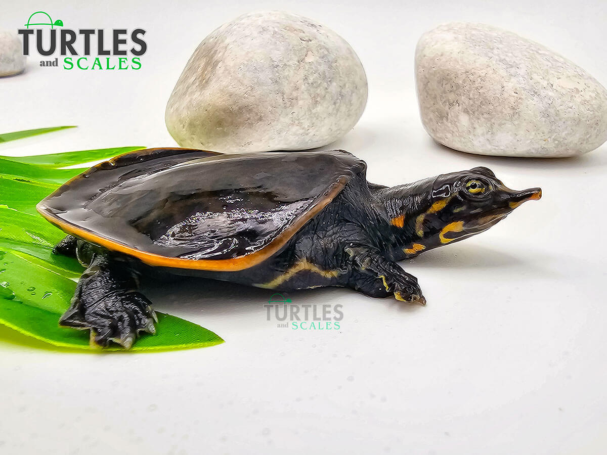 Florida Softshell Turtle - Turtles & Scales
