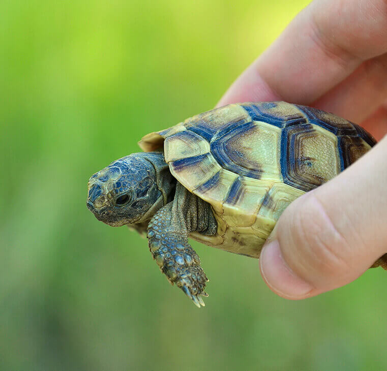 Live Arrival & 7- Day Health Guarantee - Turtles & Scales