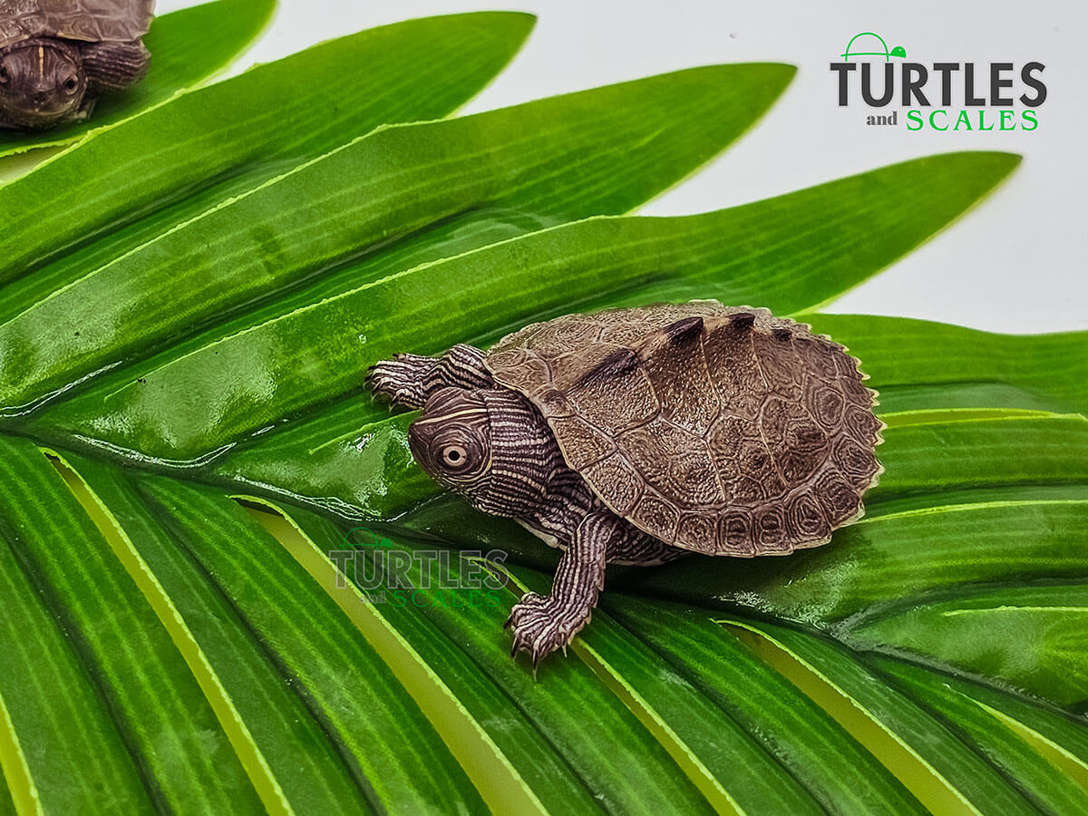 Tortoises, Turtles and Supplies - Turtles & Scales