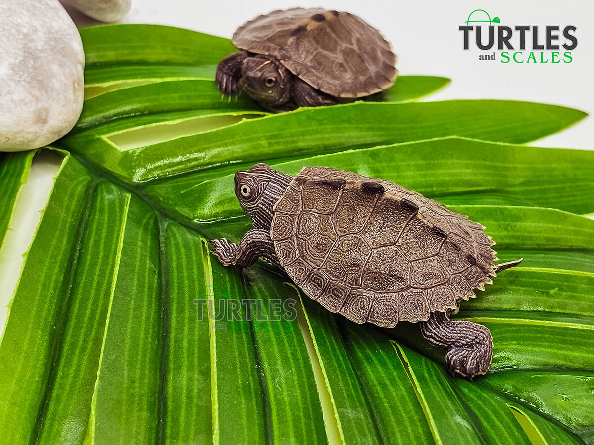 Tortoises, Turtles and Supplies - Turtles & Scales