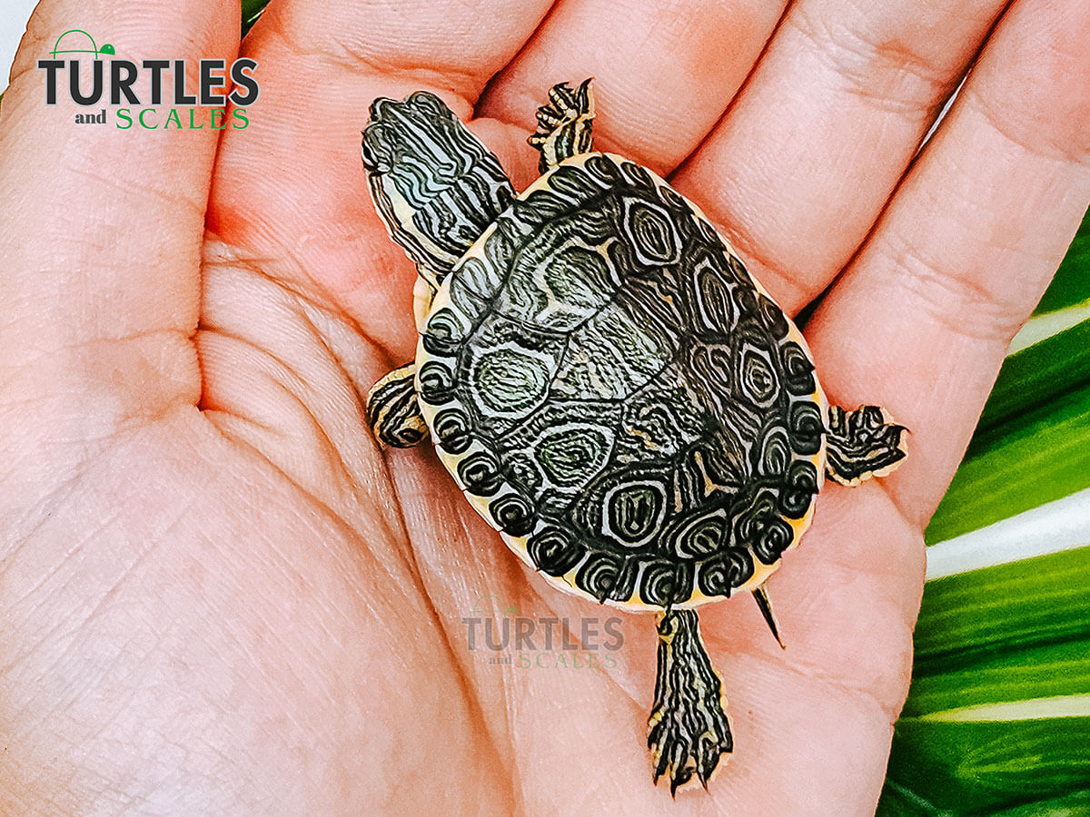 Mesoamerican Slider Turtle - Turtles & Scales