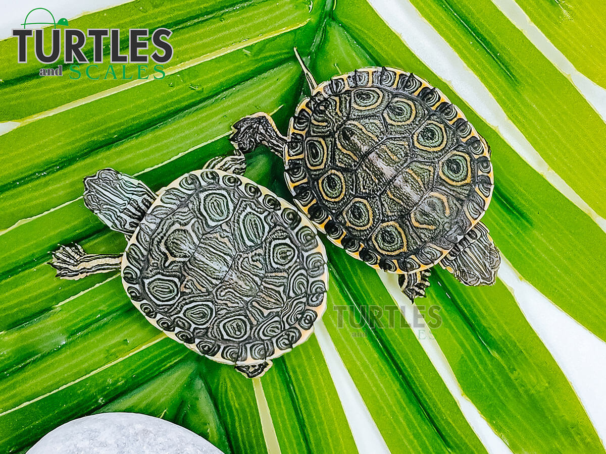 Mesoamerican Slider Turtle - Turtles & Scales