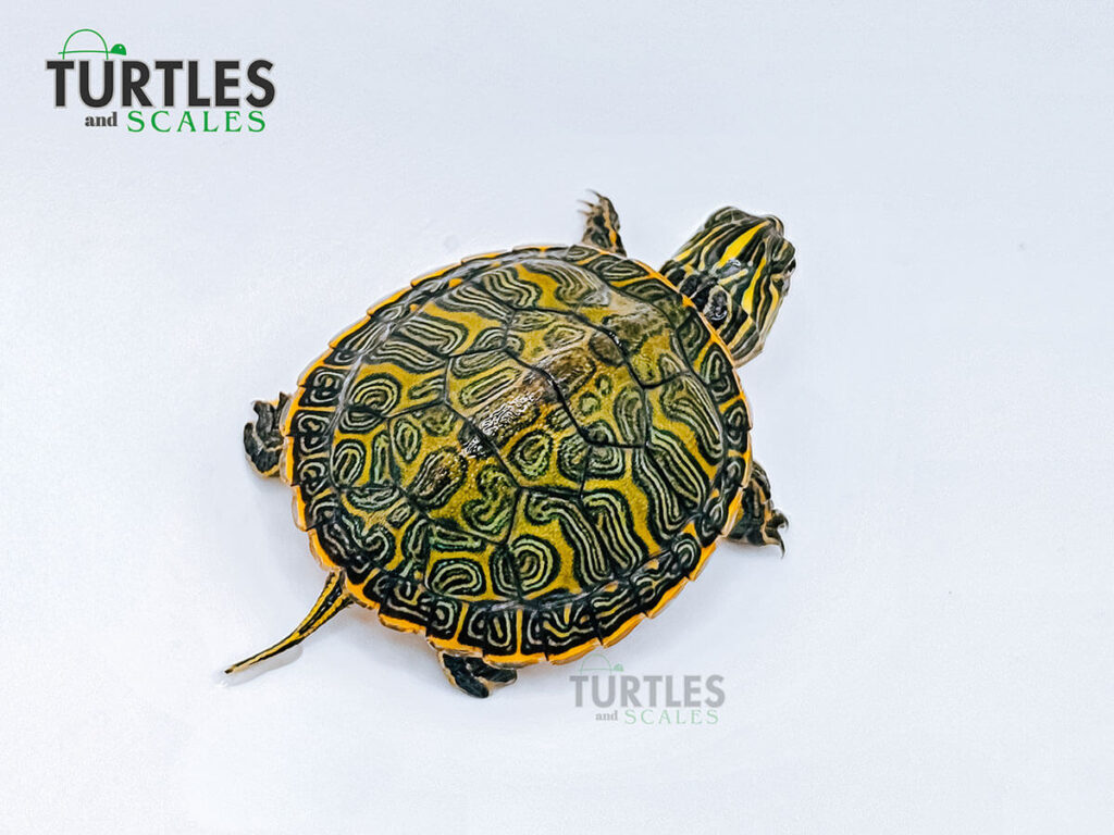 Northern Red-Bellied Turtle - Turtles & Scales