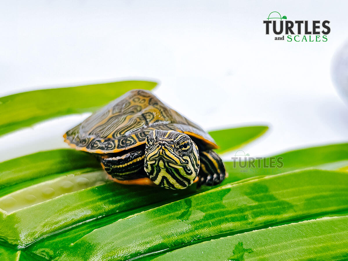 Northern Red-Bellied Turtle - Turtles & Scales
