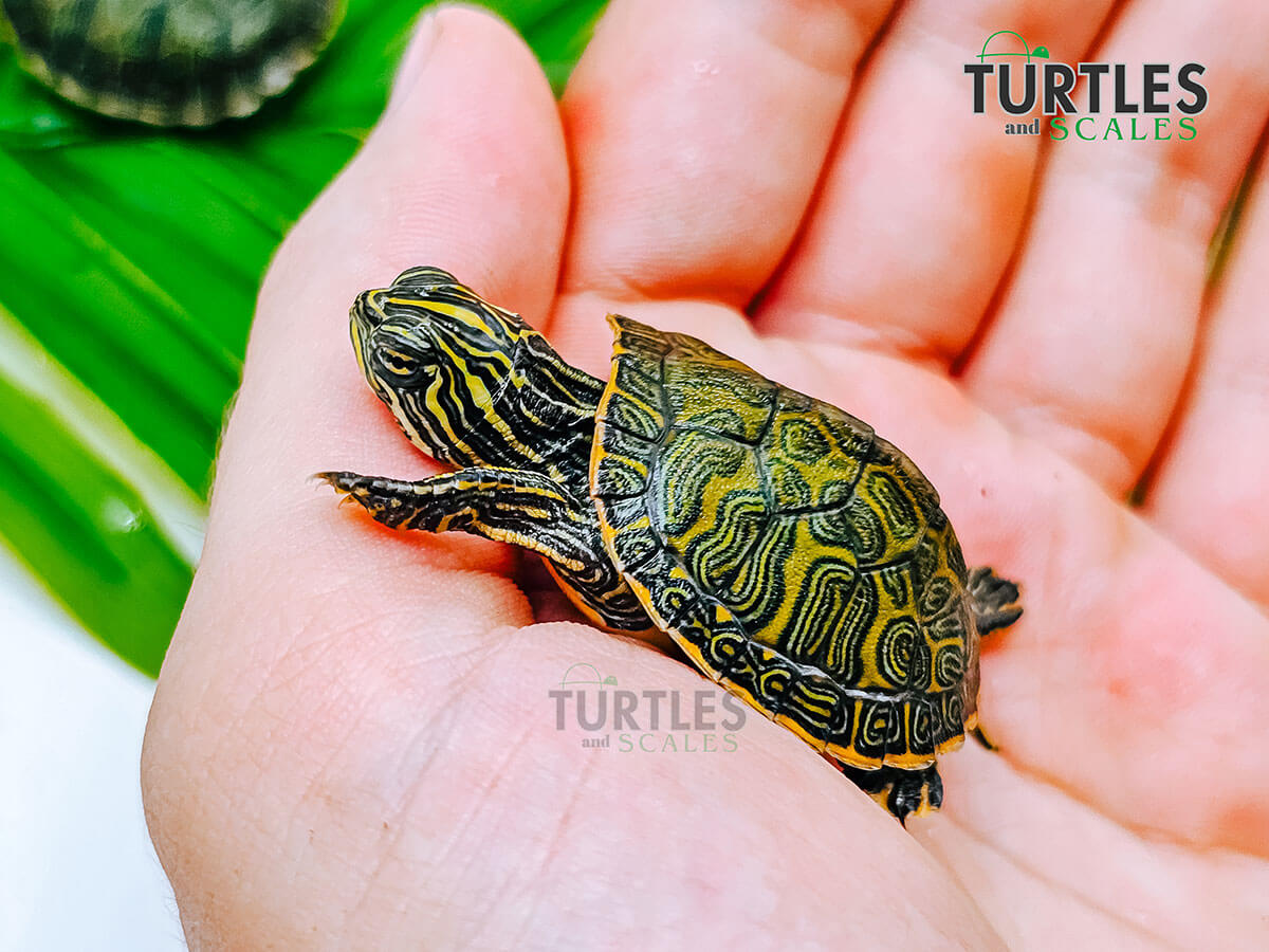 Northern Red-Bellied Turtle - Turtles & Scales