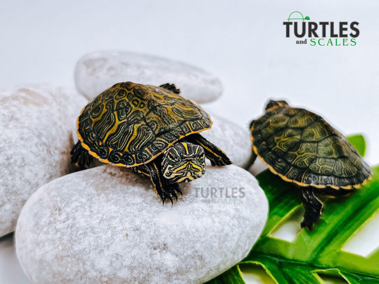 Northern Red-Bellied Turtle - Turtles & Scales