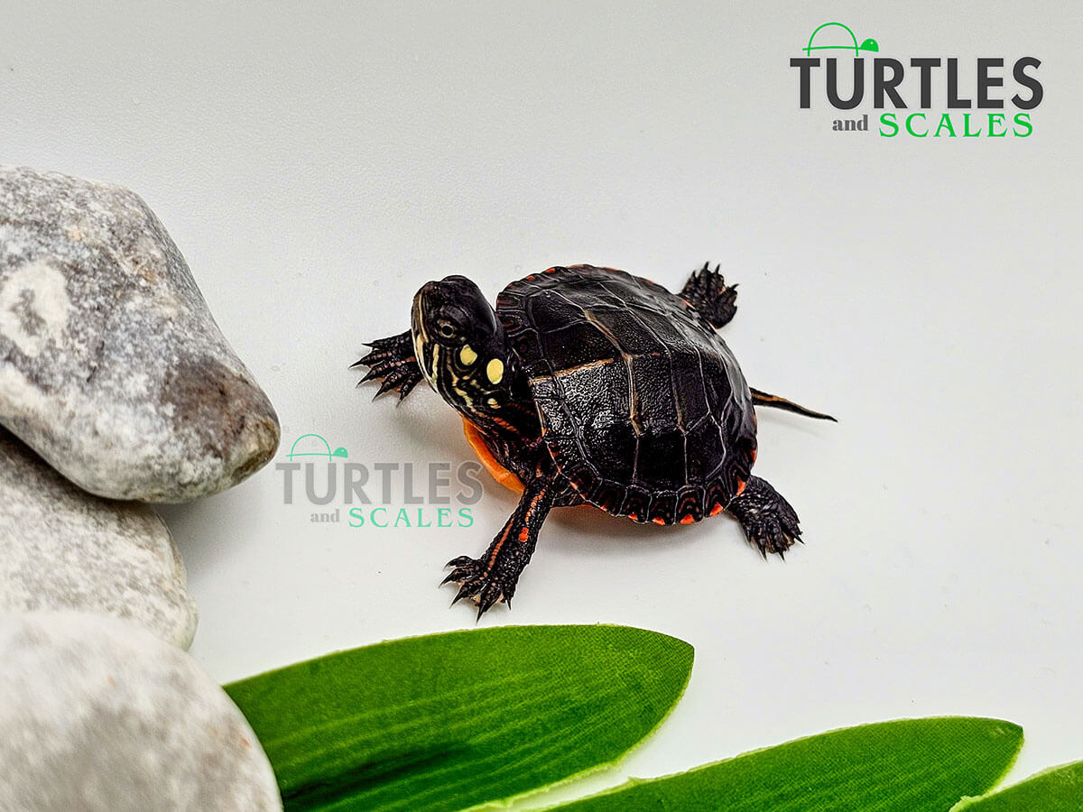 Tortoises, Turtles and Supplies - Turtles & Scales