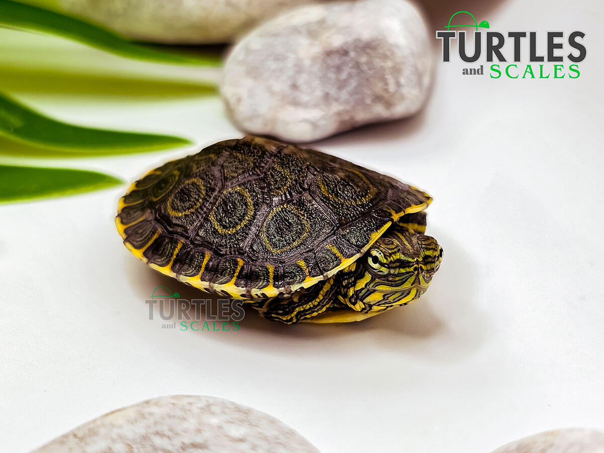 Peacock Slider Turtle (Nicaraguan Slider) - Turtles & Scales