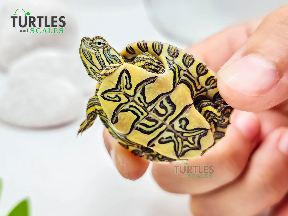 Peacock Slider Turtle (Nicaraguan Slider) - Turtles & Scales