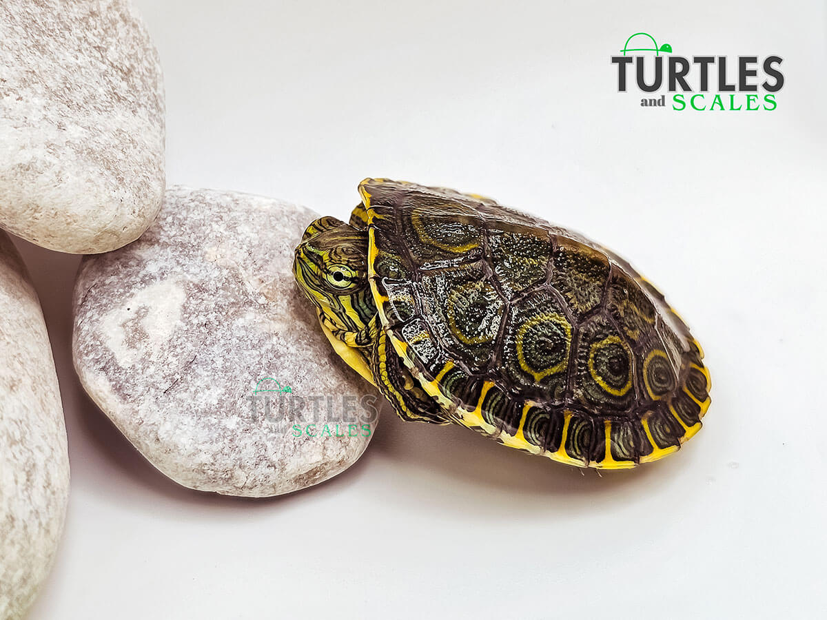 Peacock Slider Turtle (Nicaraguan Slider) - Turtles & Scales