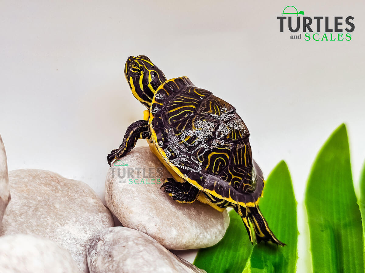 Peninsula Cooter Turtle - Turtles & Scales