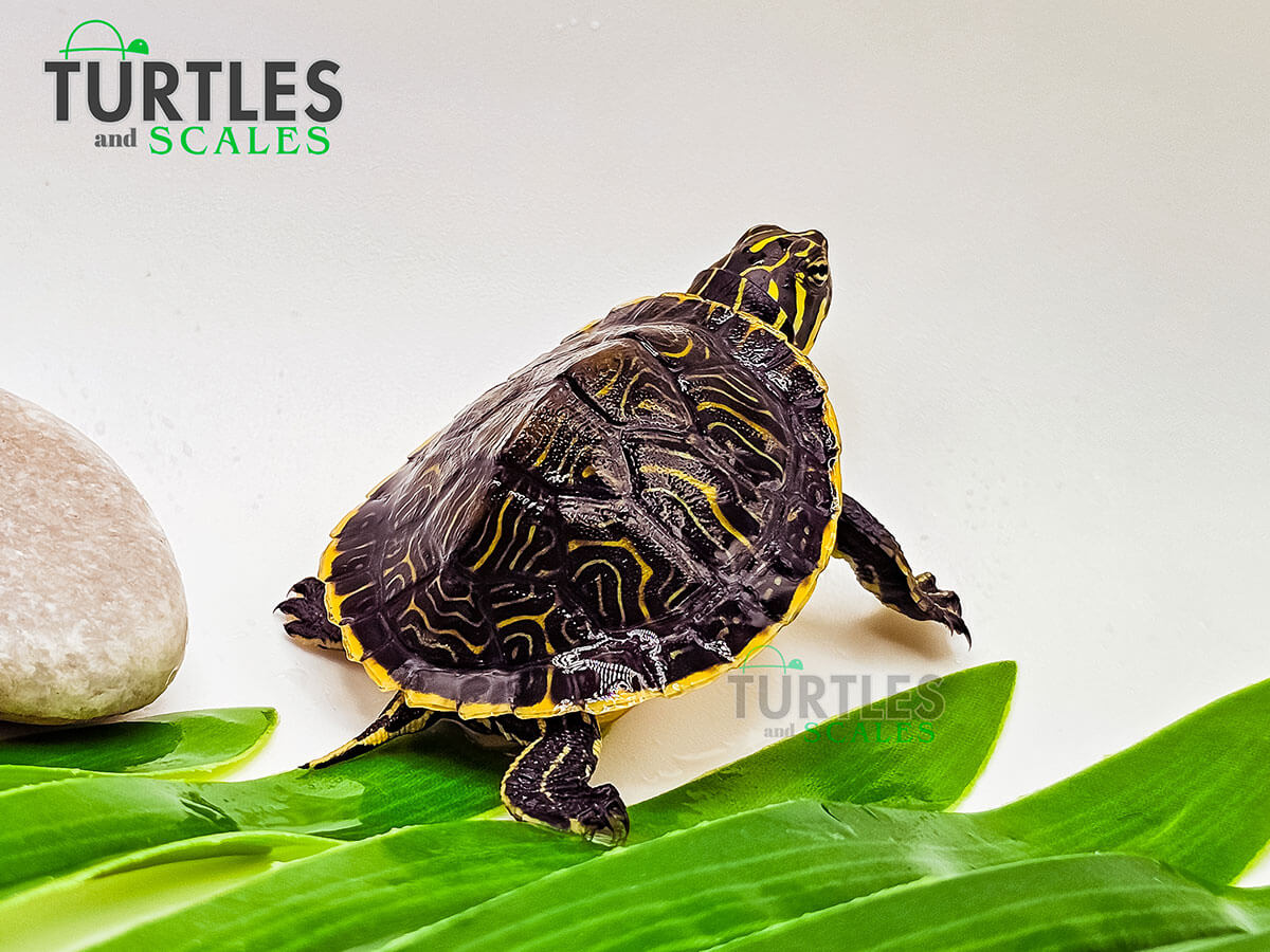 Peninsula Cooter Turtle - Turtles & Scales
