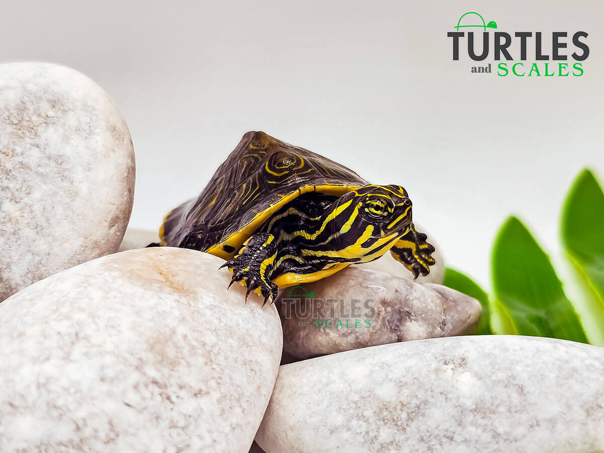Peninsula Cooter Turtle - Turtles & Scales