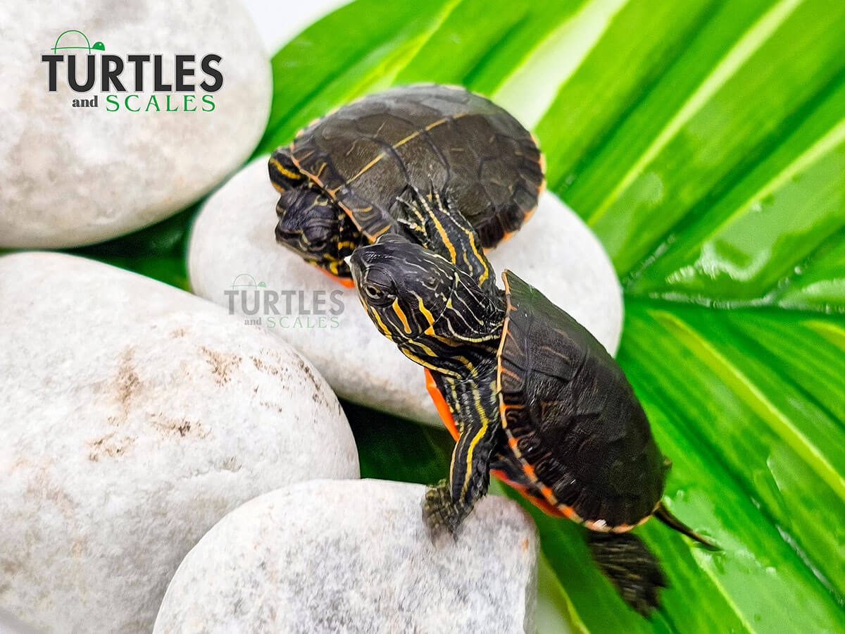 Western Painted Turtle - Turtles & Scales