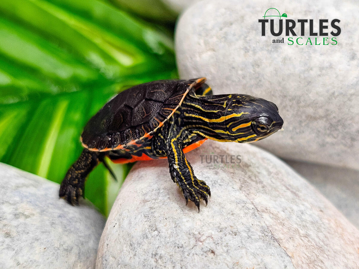 Western Painted Turtle - Turtles & Scales