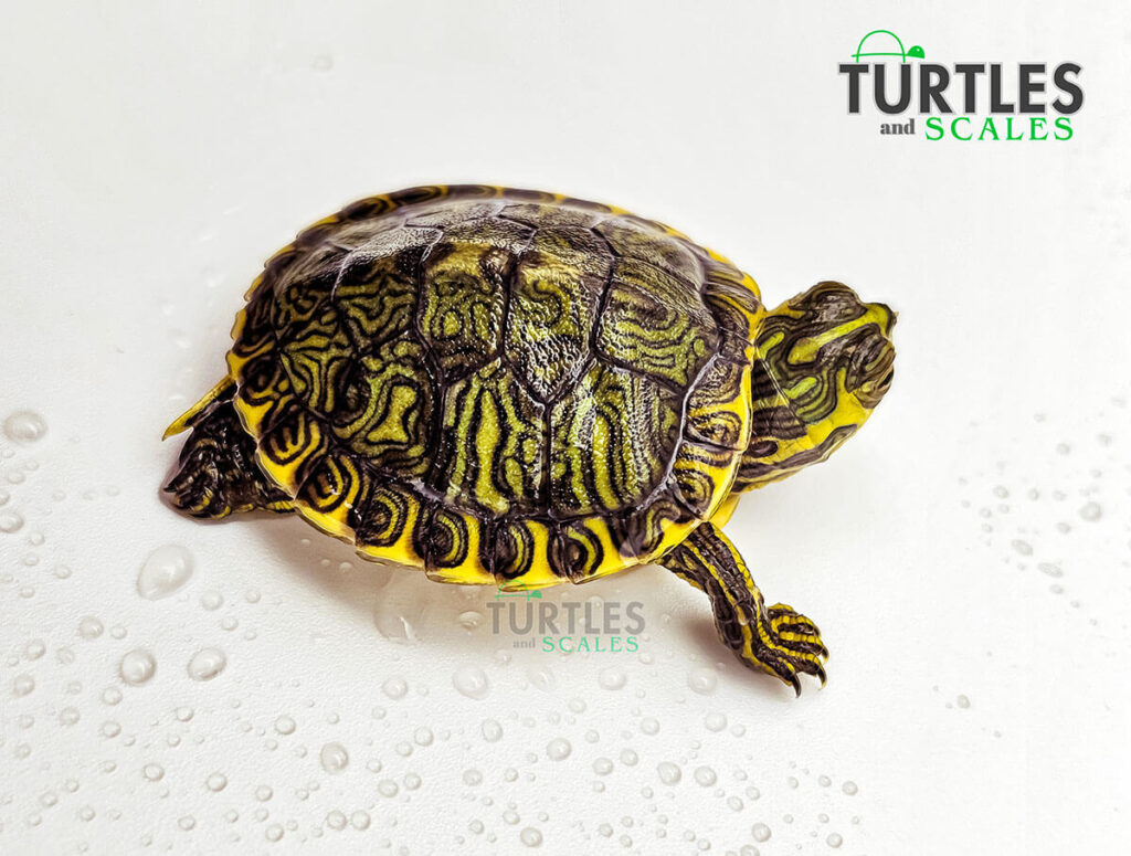 Yellow Bellied Slider Turtle - Turtles & Scales