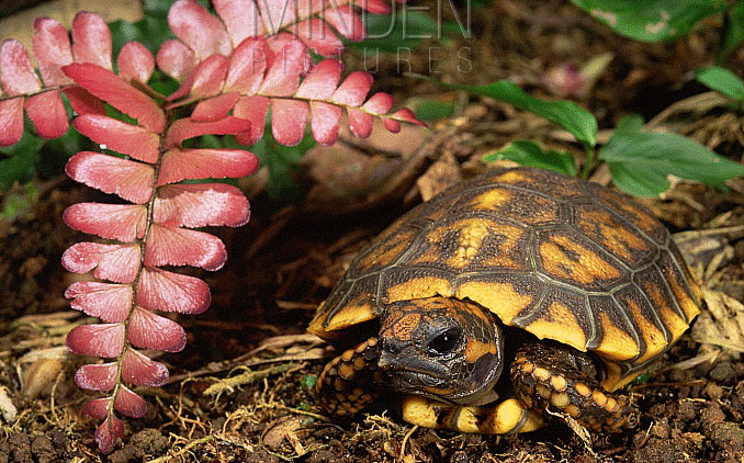 Yellow Footed Tortoise - Turtles & Scales